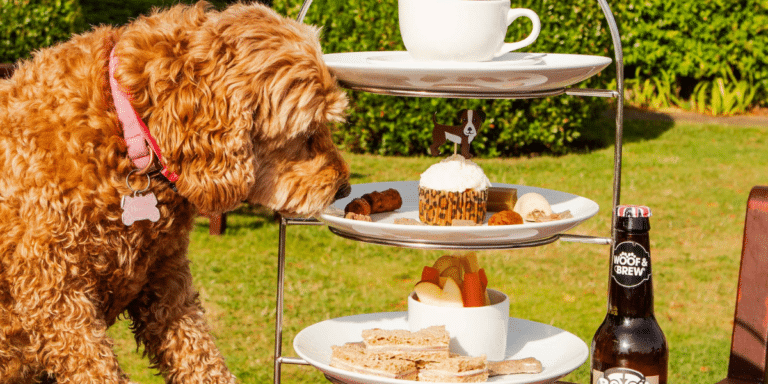 Top 8 Dog-Friendly Afternoon Teas | PetsPyjamas