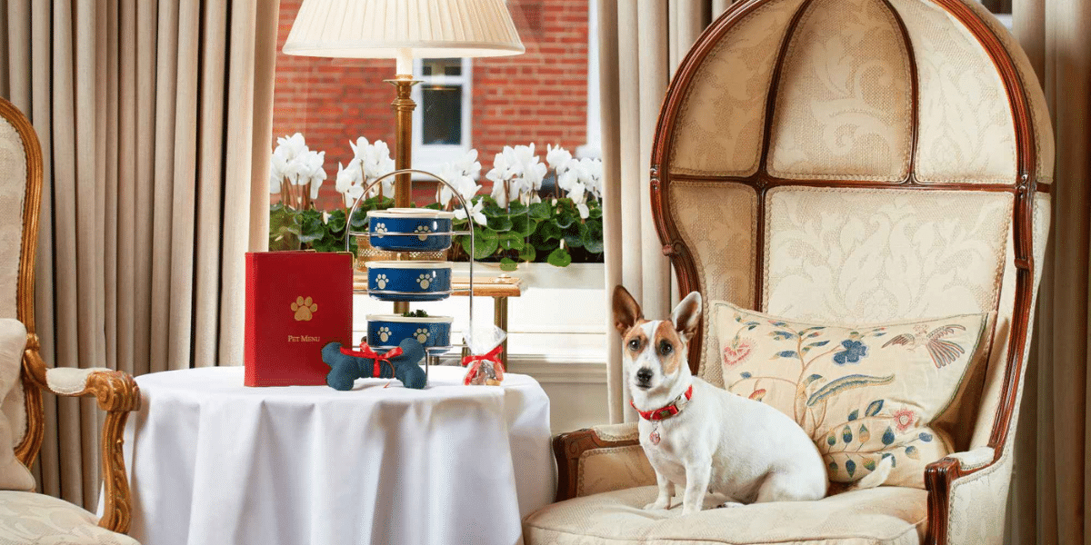 Top 8 Dog-Friendly Afternoon Teas | PetsPyjamas